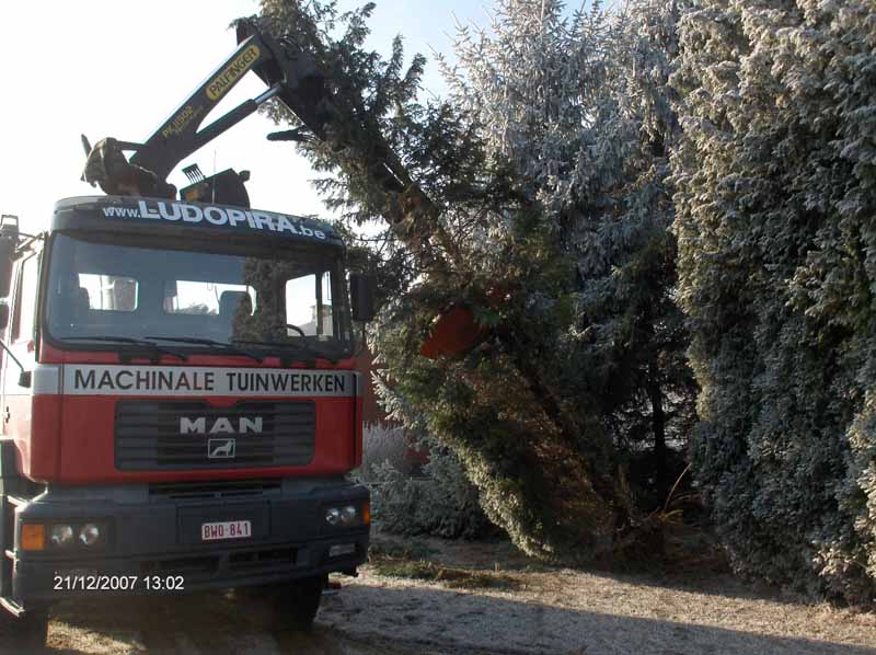 Bomen & Struiken vellen | Ludo Pira Machinale Tuinwerken